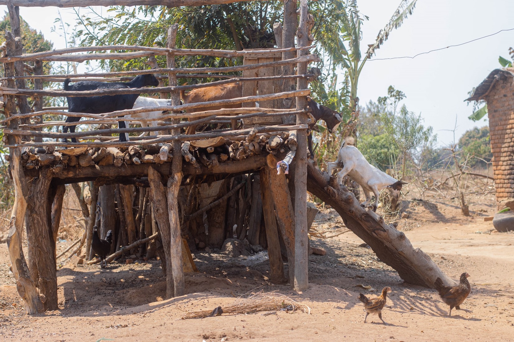 More yields with LENEP in Mutchenda | Malawi | World Vision International